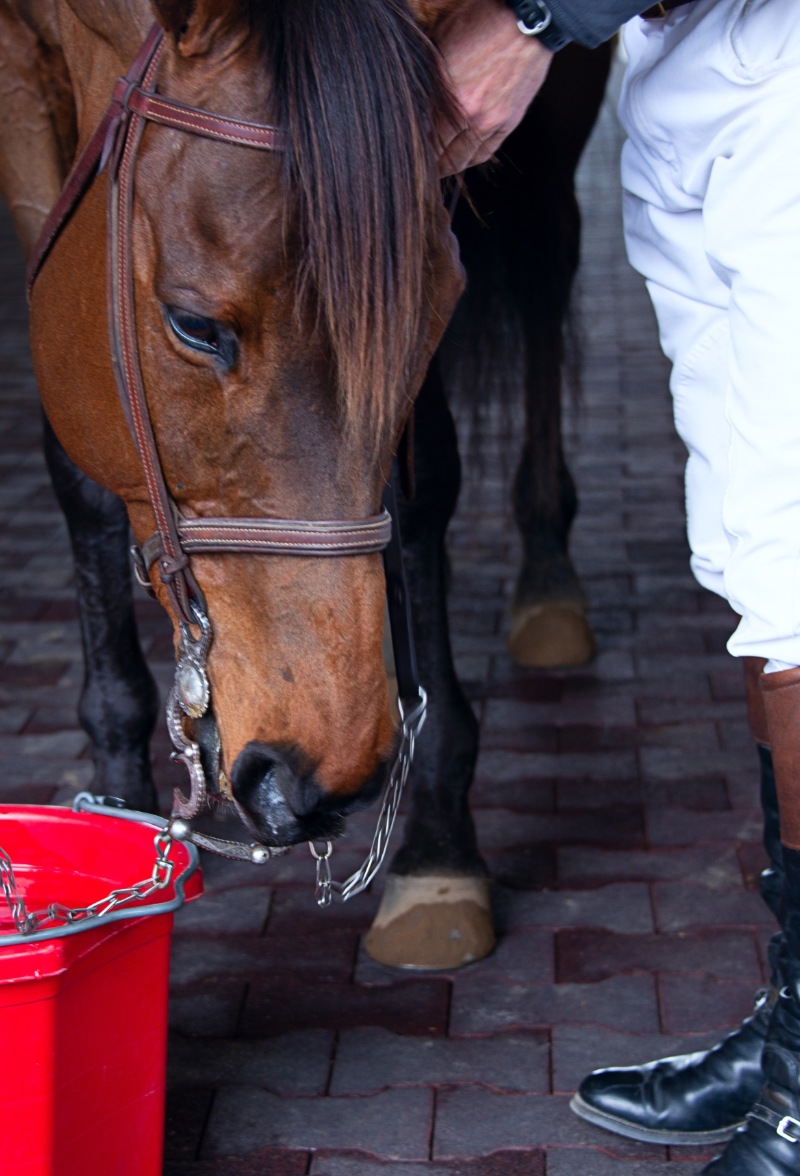 Horse riding protection and fitting | Oldwick Saddlery