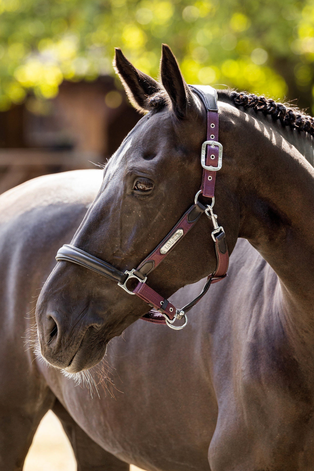 LeMieux Capella Headcollar - Oldwick Saddlery